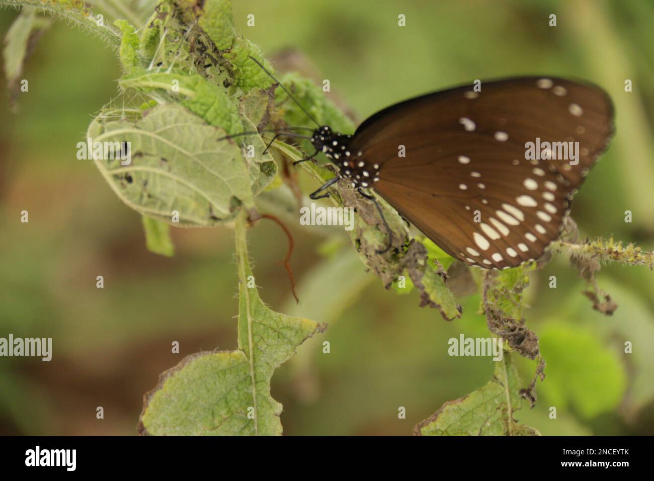 Butterflies and Dragonflies in the Wild, Sri Lanka Stock Photo - Alamy