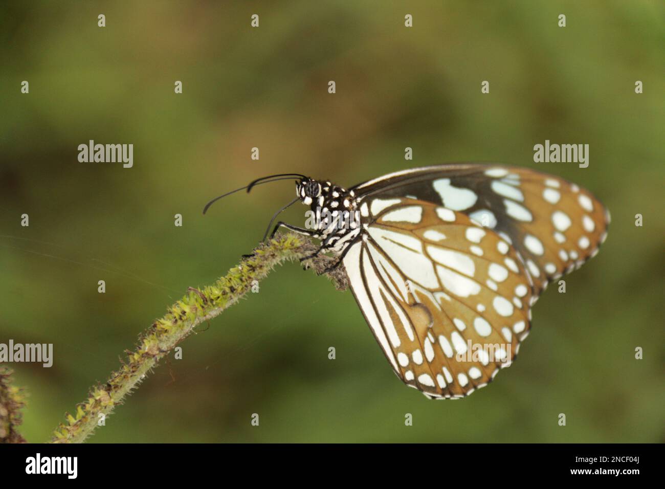 Butterflies and Dragonflies in the Wild, Sri Lanka Stock Photo - Alamy