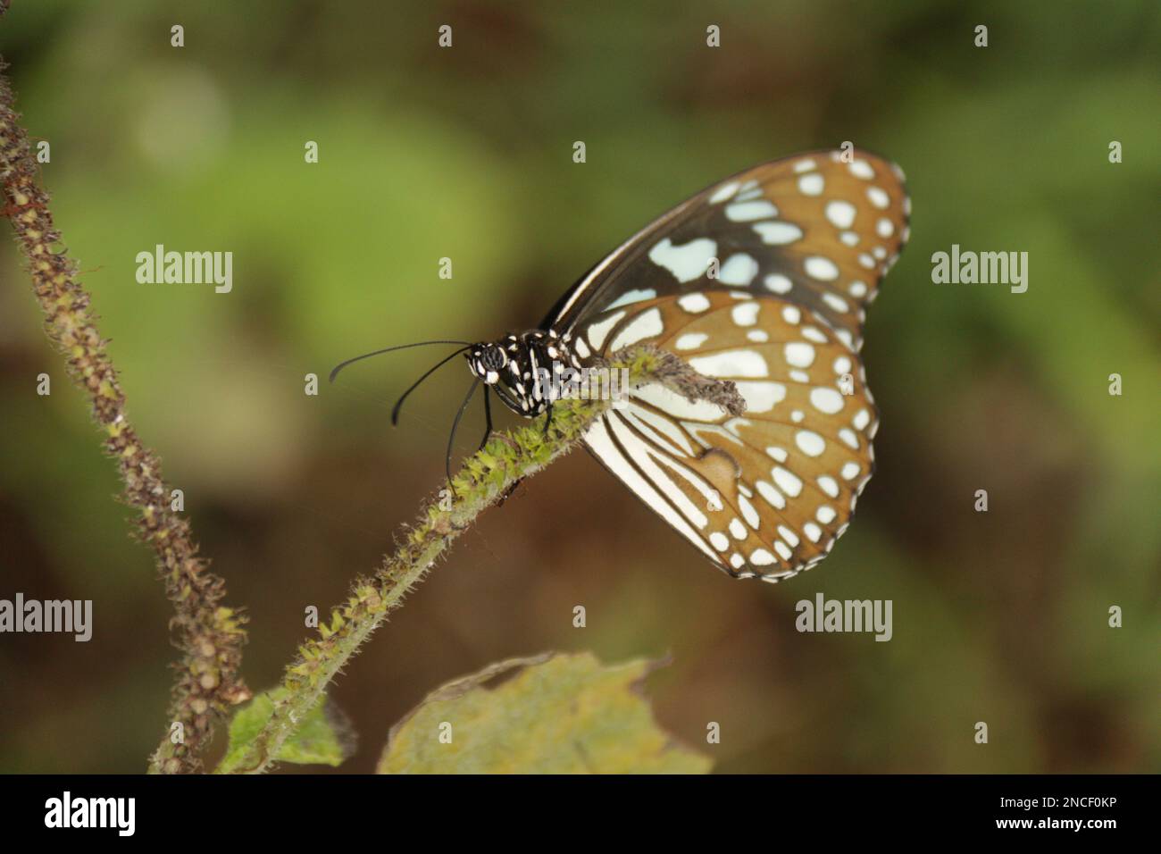 Butterflies and Dragonflies in the Wild, Sri Lanka Stock Photo - Alamy