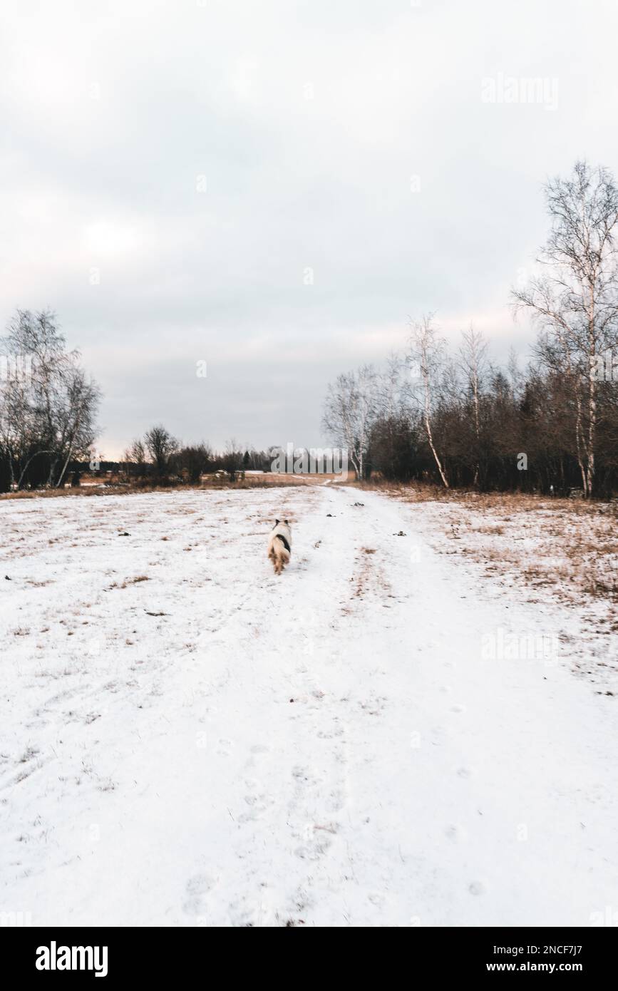 An old white dog of the Yakut Laika breed walks along a snowy road in a ...