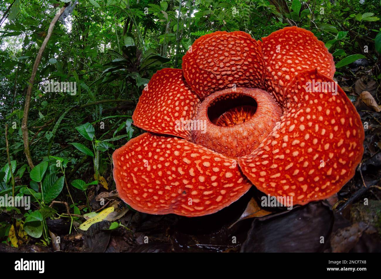 Blossom Rafflesia Flower Stock Photo - Alamy