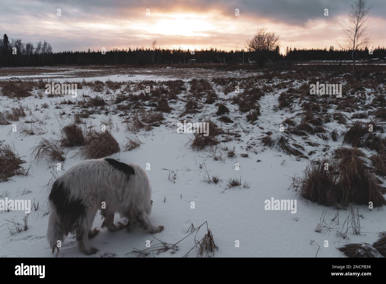 An old white dog of the Yakut Laika breed sniffs in the grass in a ...