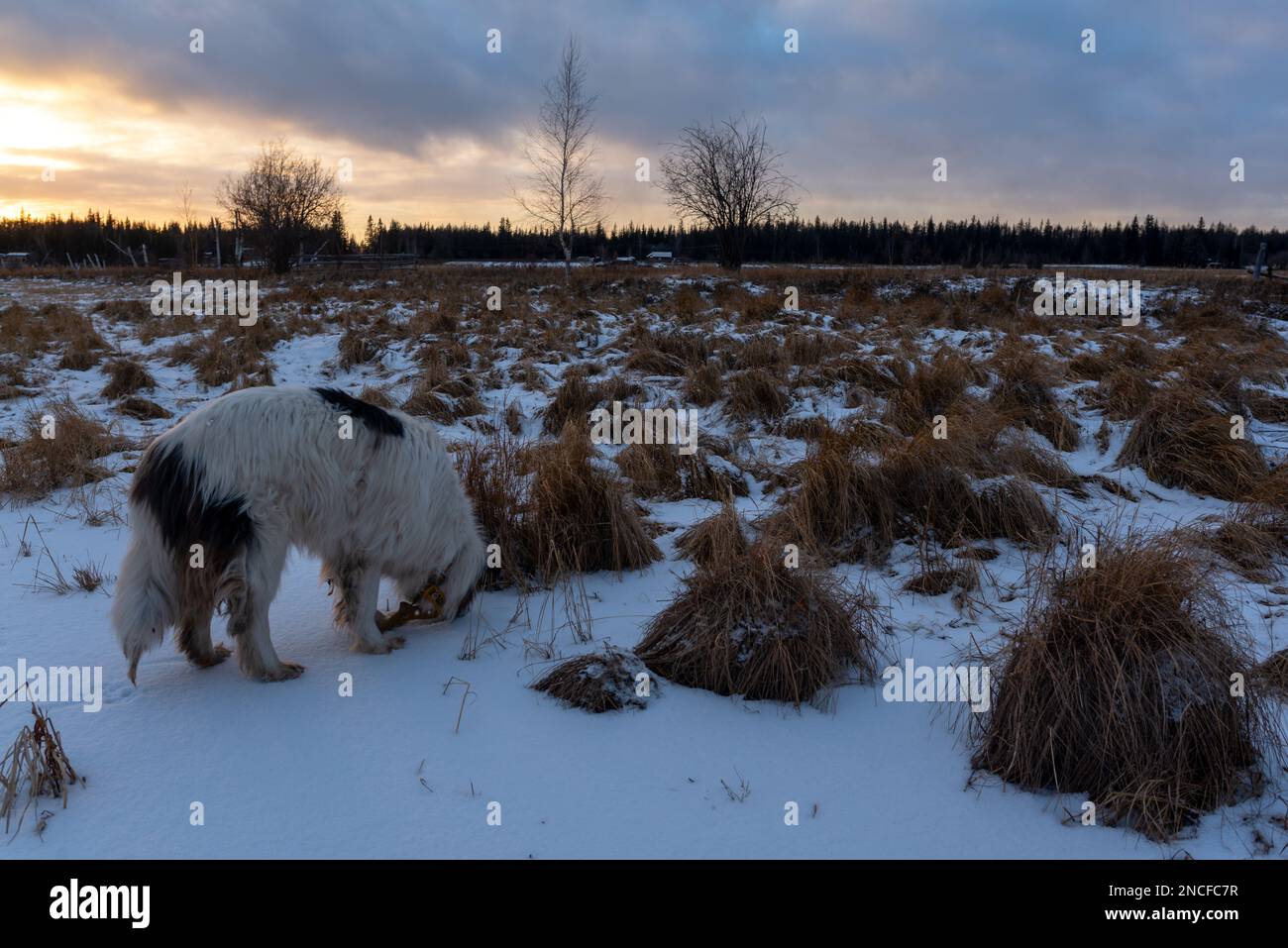 An old white dog of the Yakut Laika breed sniffs in the grass in a ...