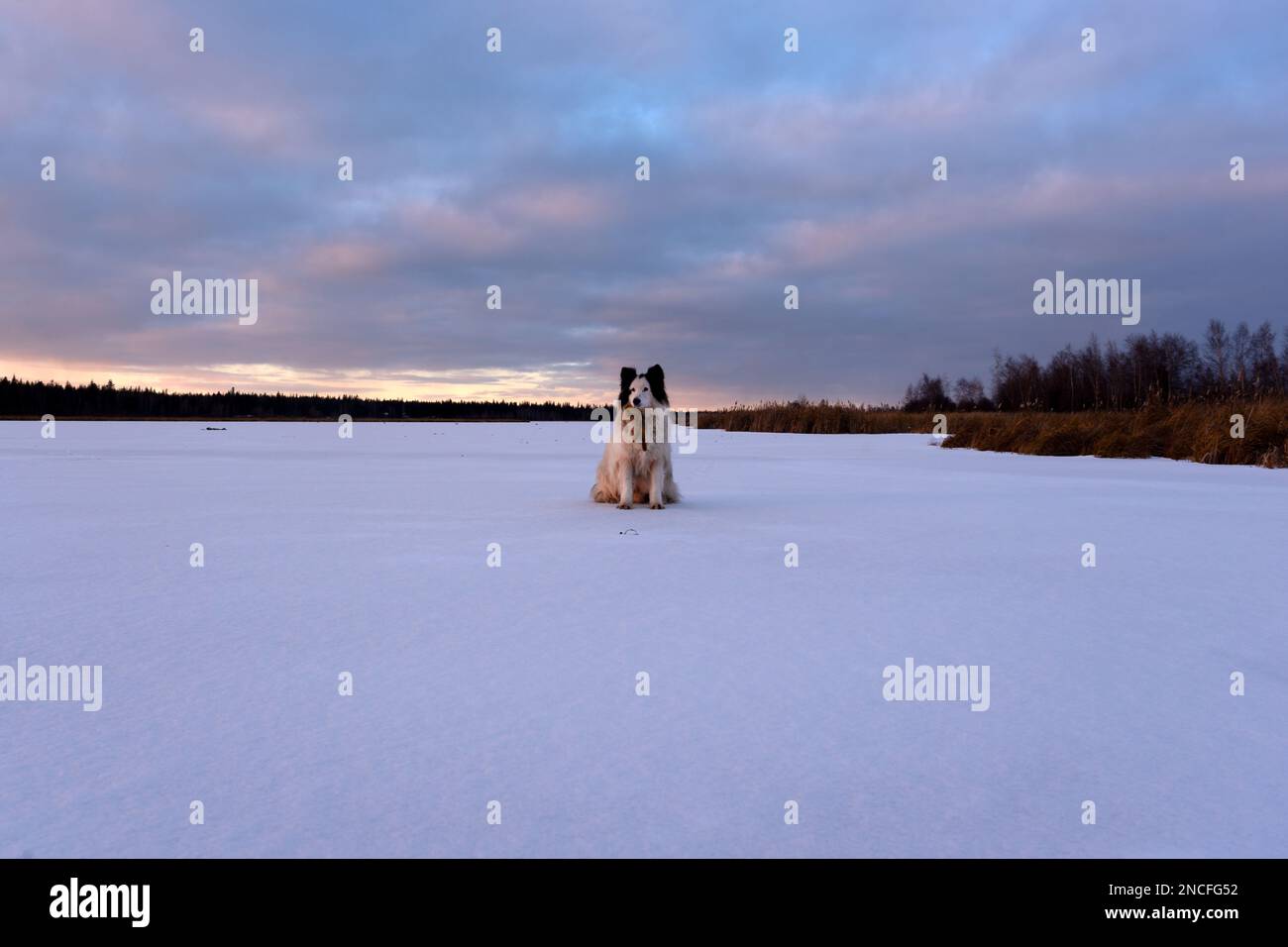 An old white dog of the Yakutian Laika breed sits on the ice of a ...