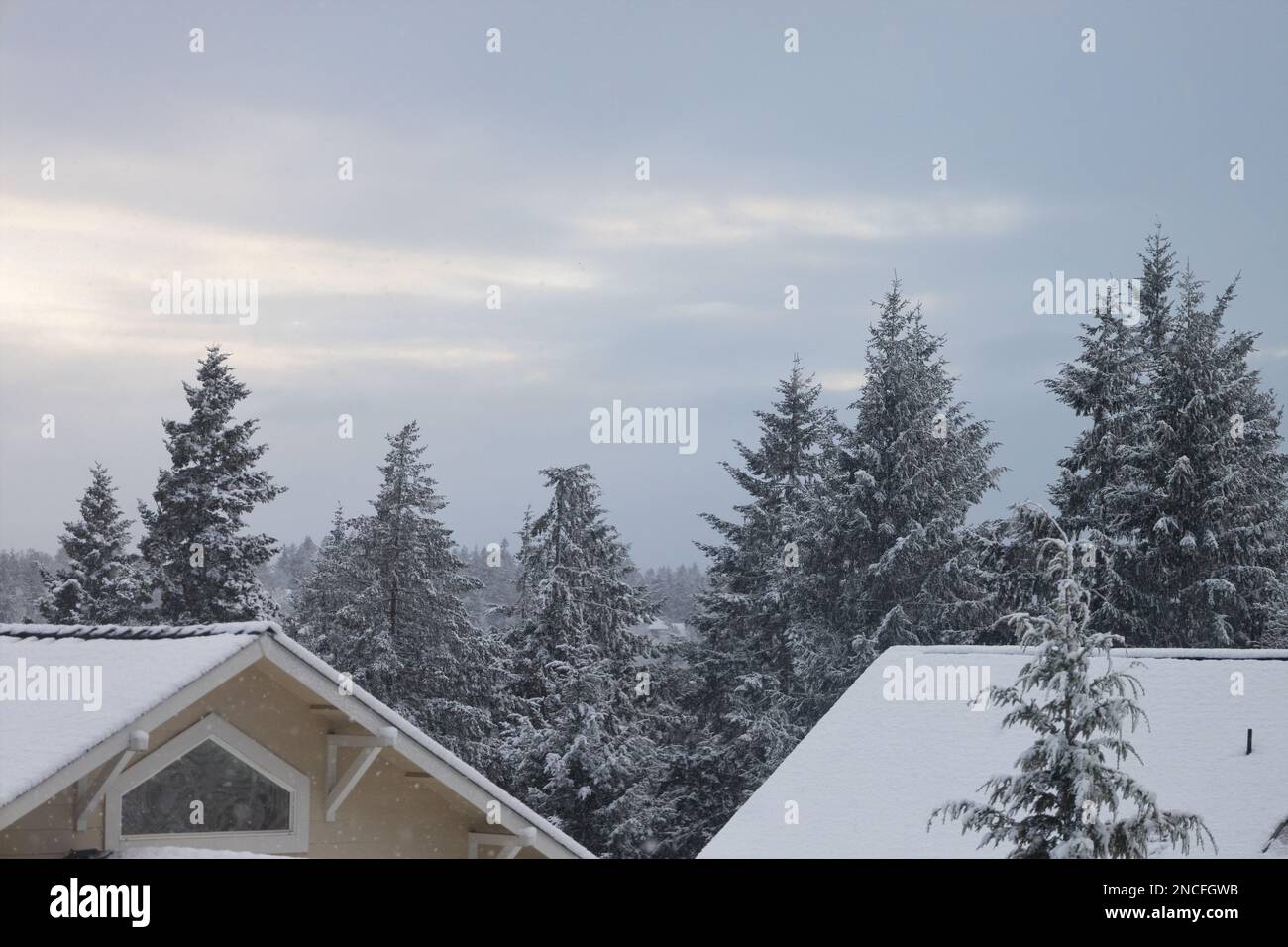 Snowy trees and roof tops in Eugene, Oregon in winter Stock Photo - Alamy