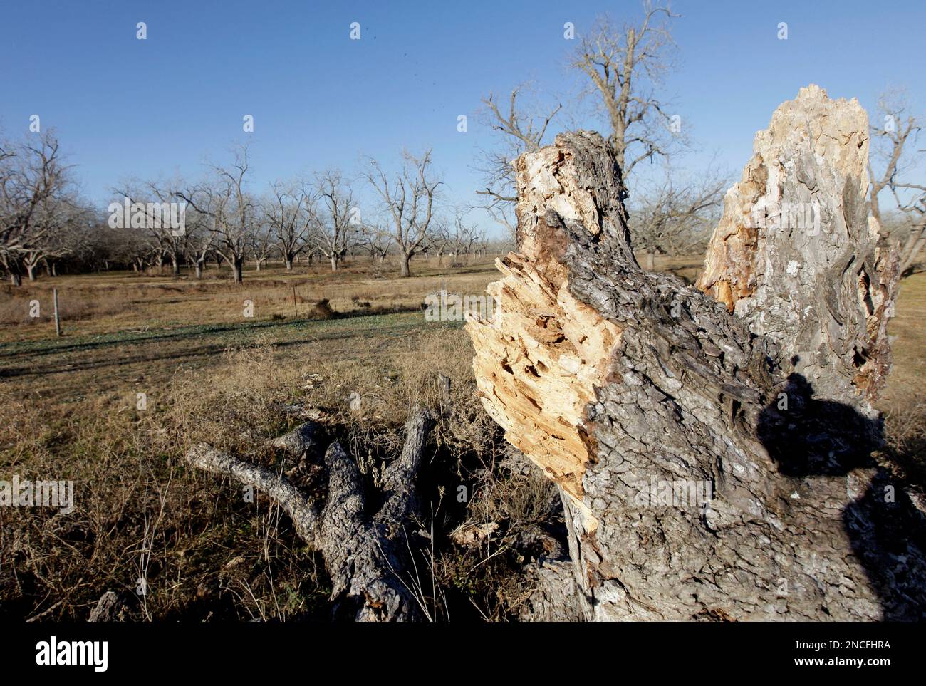 In this photo taken Dec. 15, 2010, a dead Pecan tree is shown on grower ...