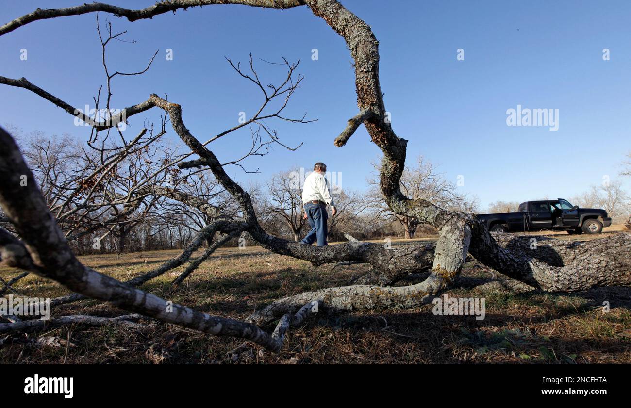 In this photo taken Dec. 15, 2010, pecan grower Harvey Hayek walks past ...