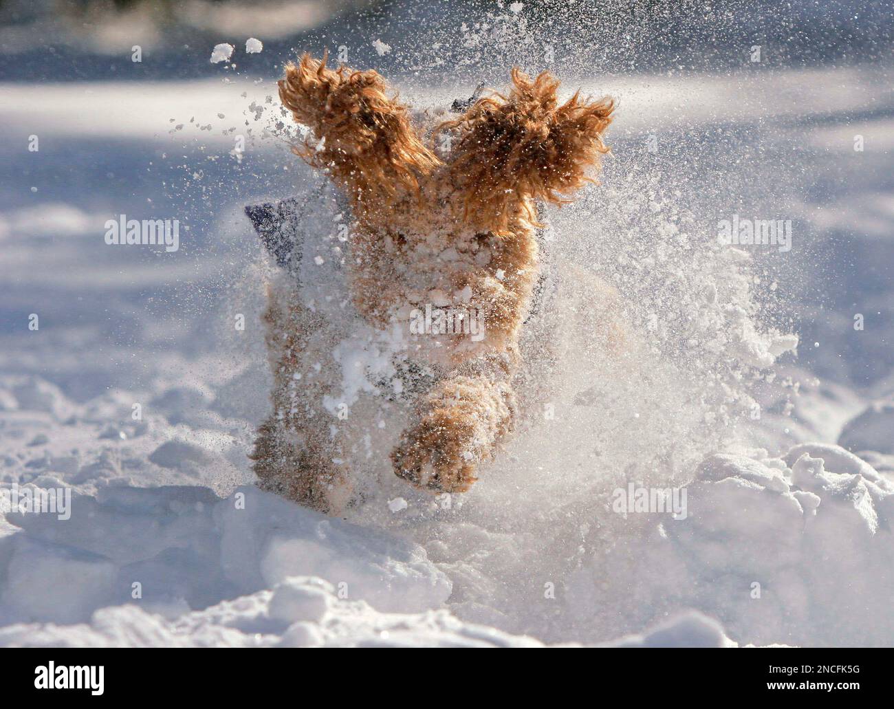 Maya, an Australian Labradoodle, bounds through the snow in Cranbury, N ...
