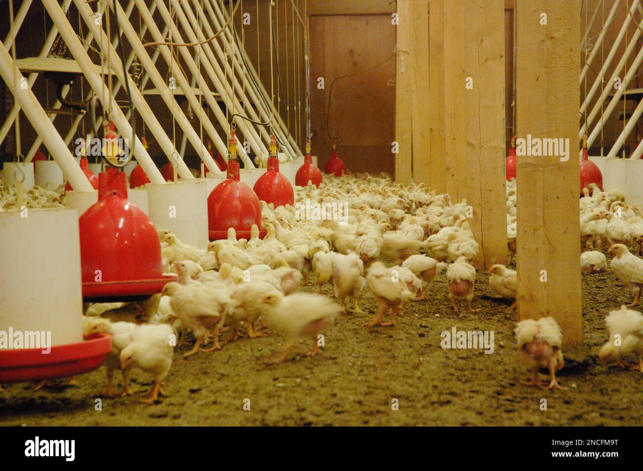 Chickens in a barn Stock Photo - Alamy
