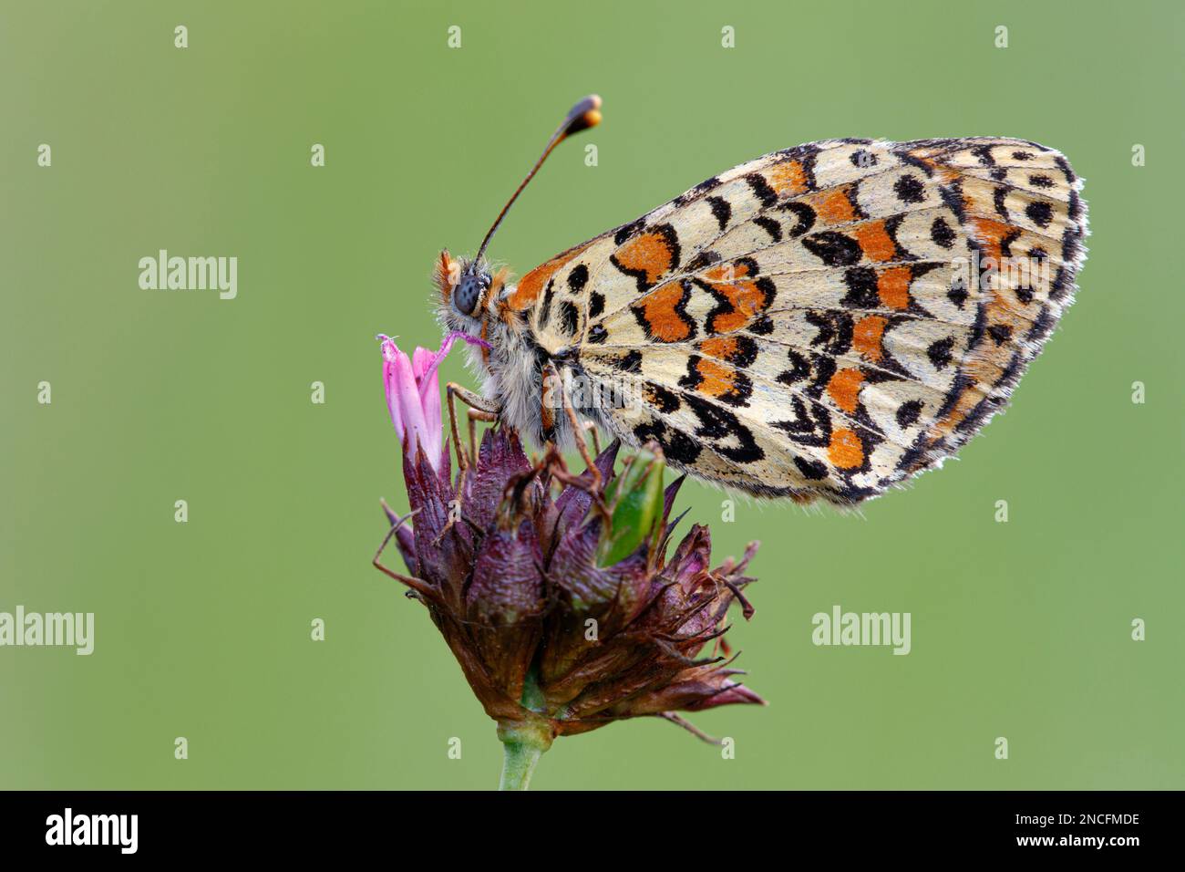 Lesser spotted fritillary Stock Photo - Alamy