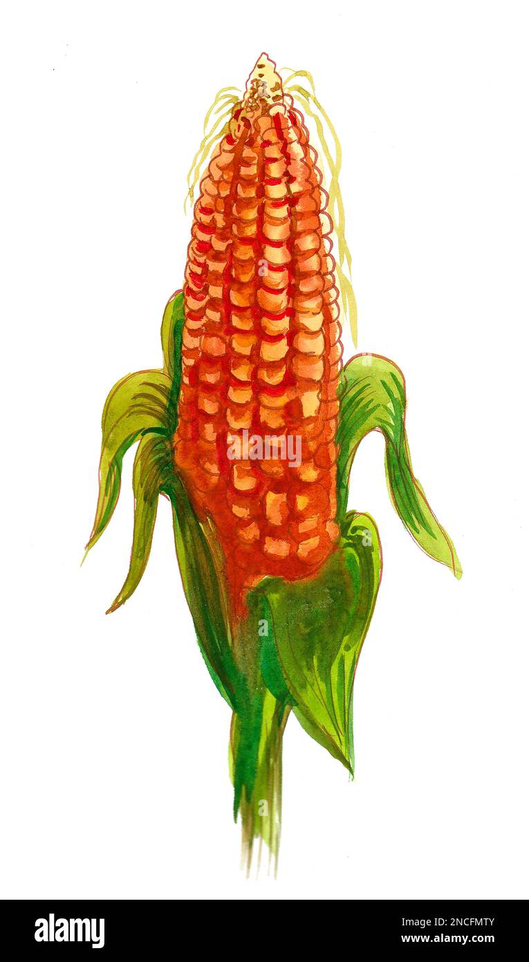 Corn crop. Ink and watercolor drawing Stock Photo - Alamy