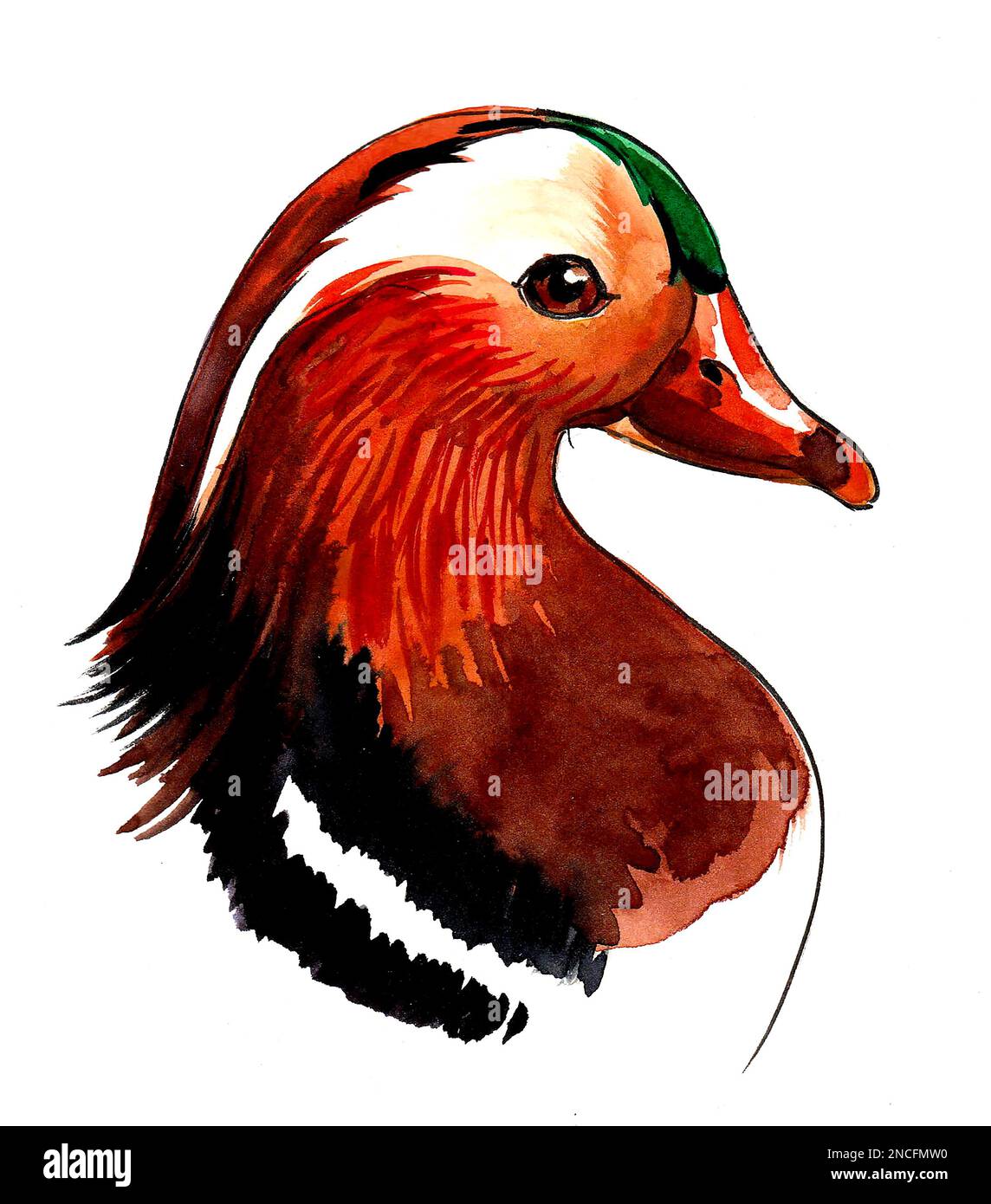 Mandarin duck head. Ink and watercolor drawing Stock Photo - Alamy