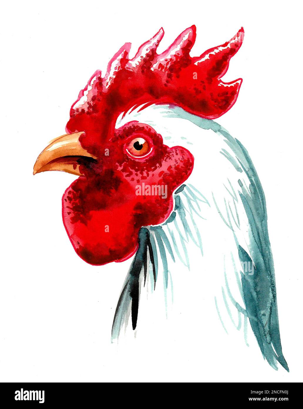 White hen head. Ink and watercolor drawing Stock Photo - Alamy