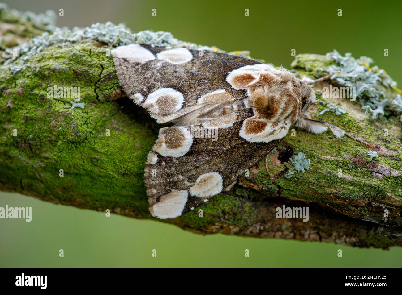 Peach blossom moth Stock Photo - Alamy