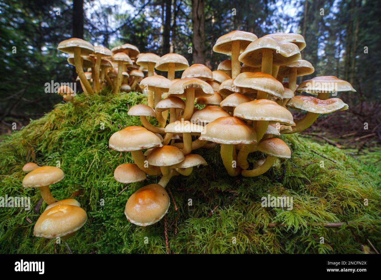 Brick tuft fungi Stock Photo - Alamy