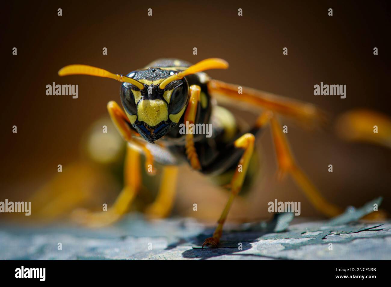 European paper wasp Stock Photo - Alamy