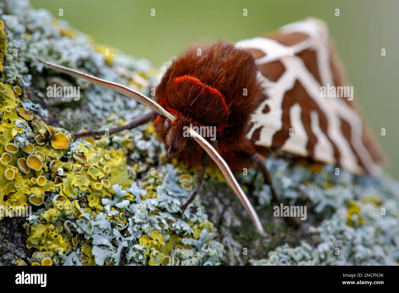 Garden tiger moth Stock Photo - Alamy