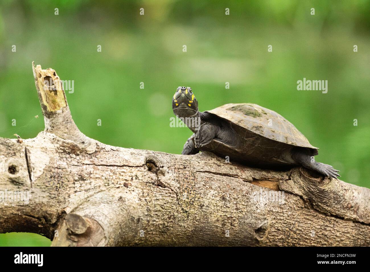 Yellow-spotted river turtle Stock Photo - Alamy