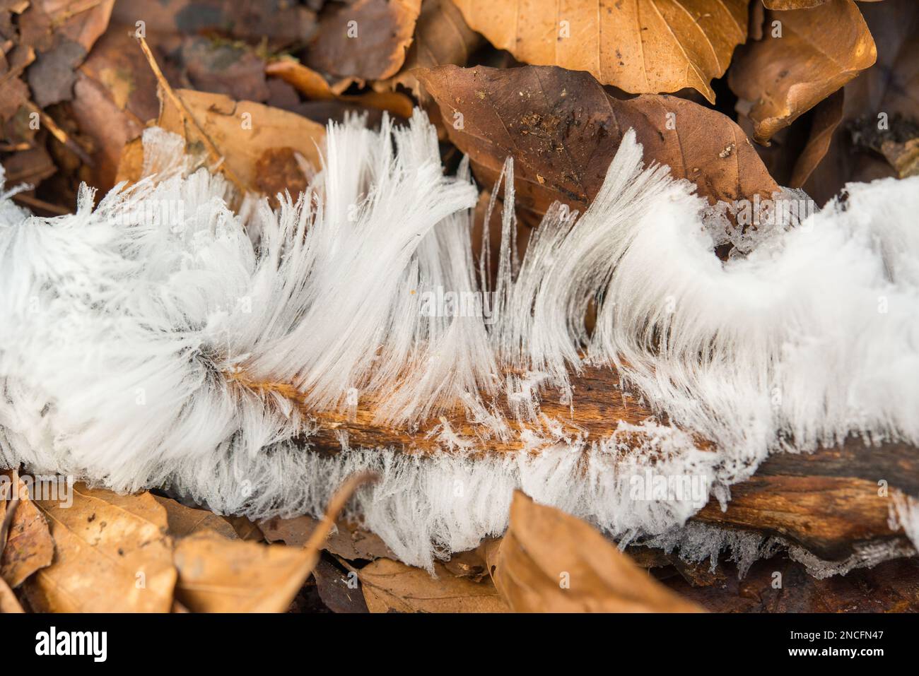 Hair ice on a fallen branch Stock Photo - Alamy