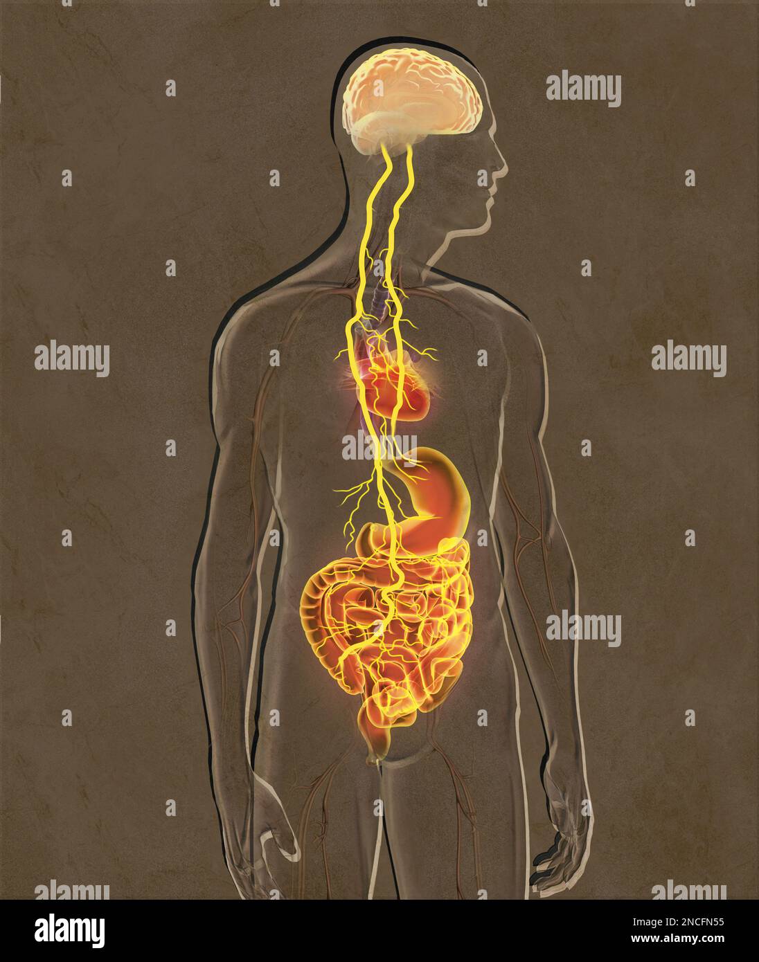 Vasovagal syncope, illustration Stock Photo - Alamy