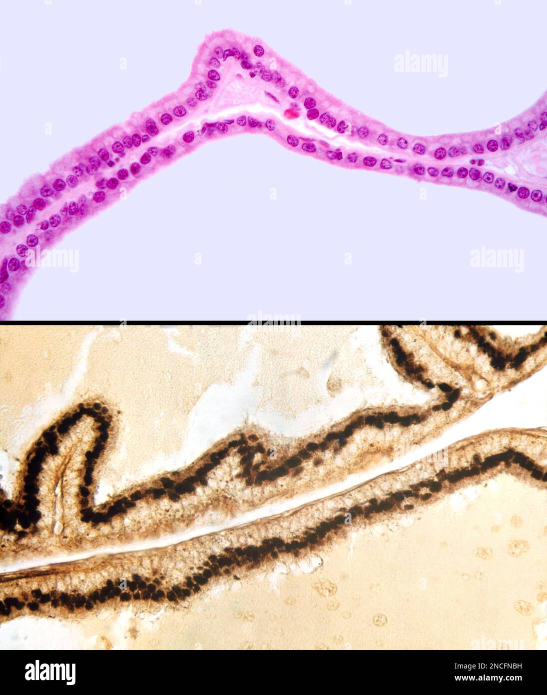 Simple columnar epithelium, light micrograph Stock Photo - Alamy