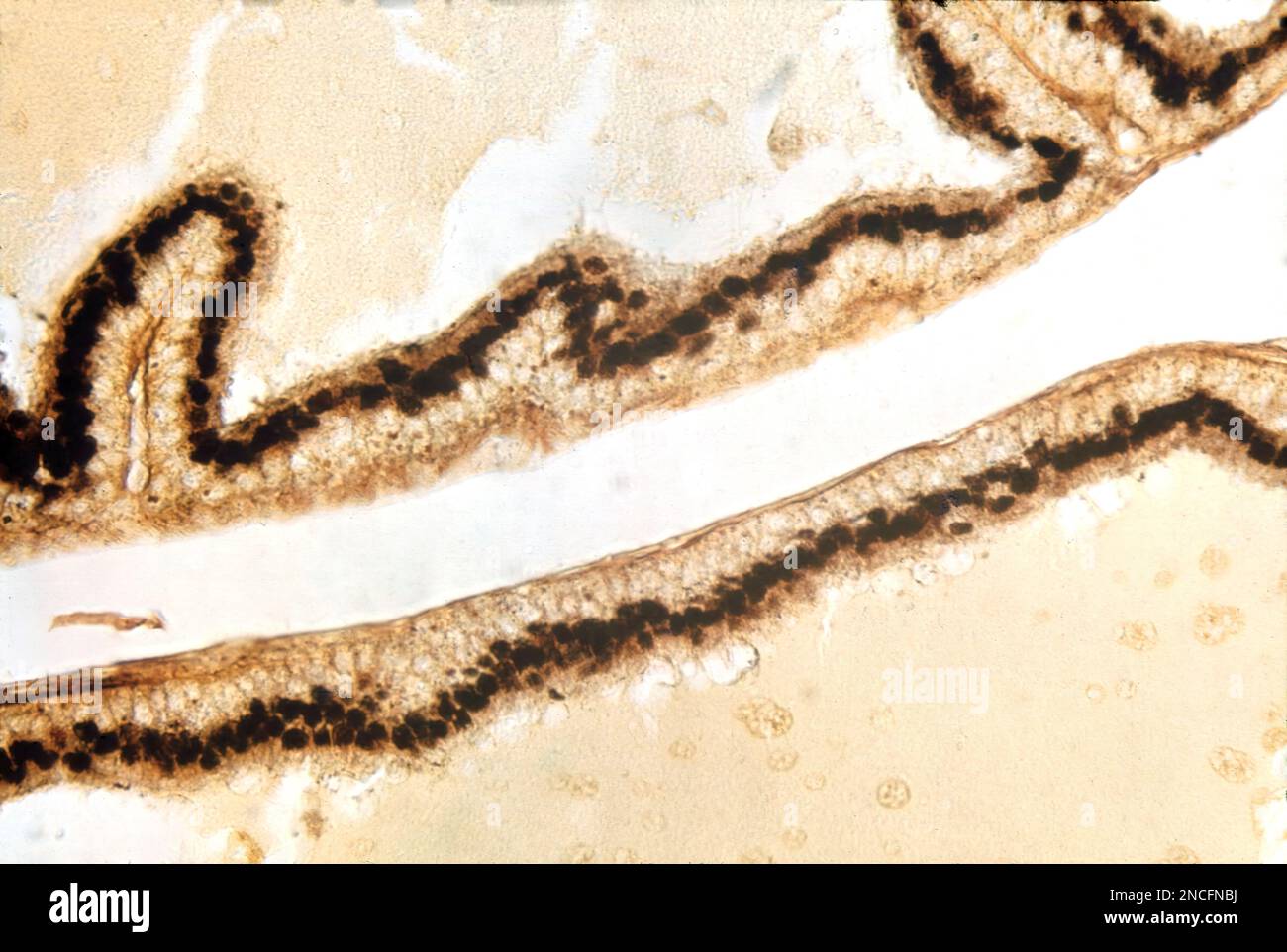 Simple columnar epithelium, light micrograph Stock Photo - Alamy