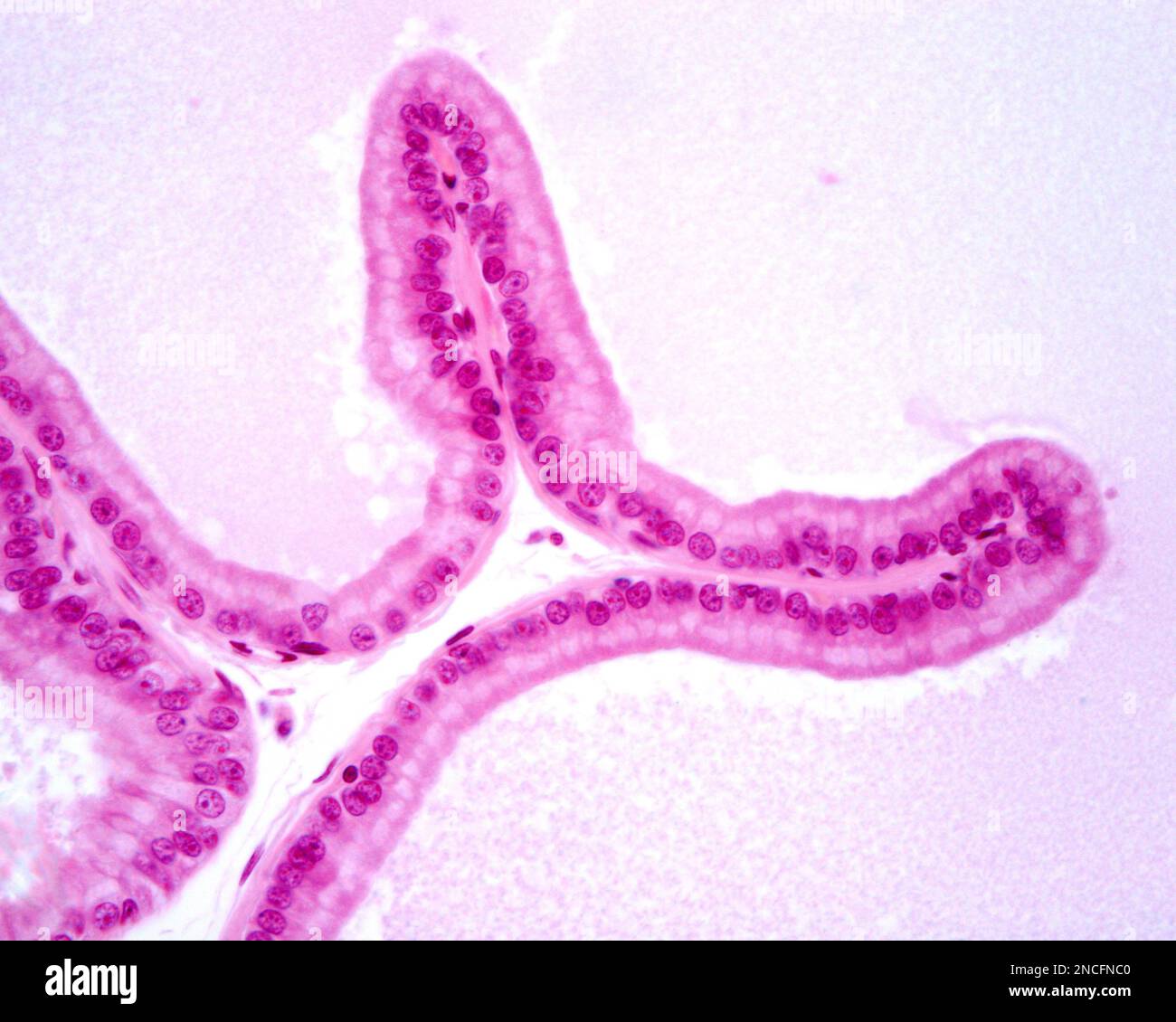 Simple columnar epithelium, light micrograph Stock Photo - Alamy