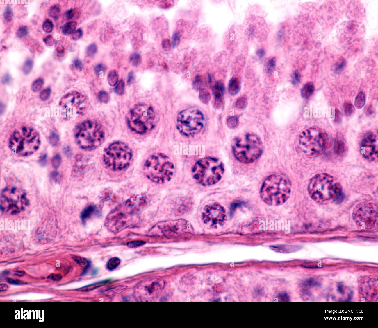 Male germinal epithelium, light micrograph Stock Photo - Alamy