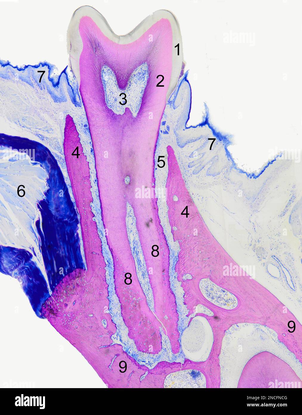 Mouse tooth, light micrograph Stock Photo - Alamy