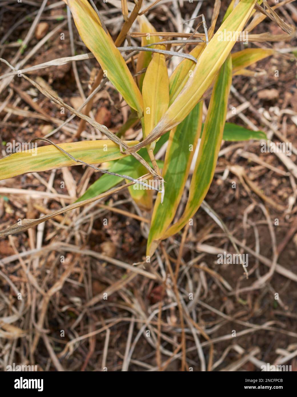 close-up of yellow and dried ginger plants, matured rhizome or roots ...
