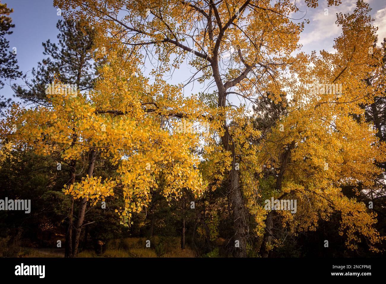 Capturing the golden moments of Colorado Fall on a trail in the ...