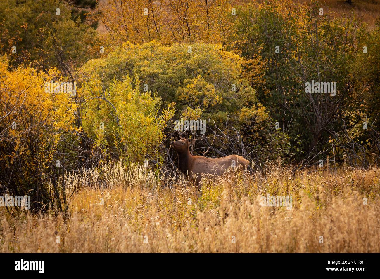 Capturing the golden moments of Colorado Fall on a trail in the ...