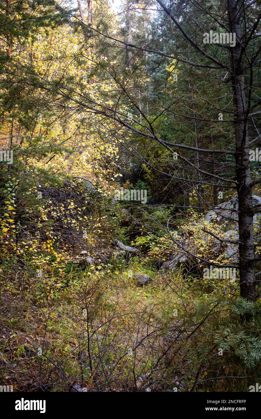 Capturing the golden moments of Colorado Fall on a trail in the ...