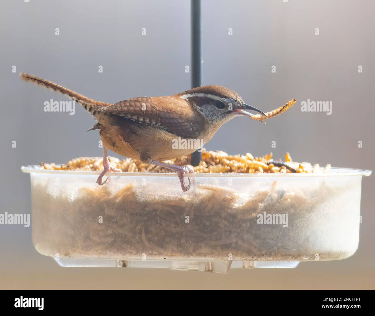 Carolina wren at bird feeder hi-res stock photography and images - Alamy