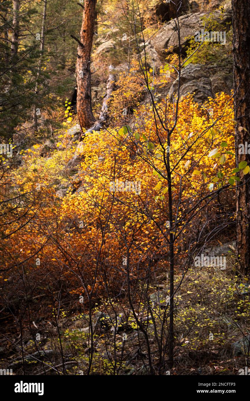 Capturing the golden moments of Colorado Fall on a trail in the ...