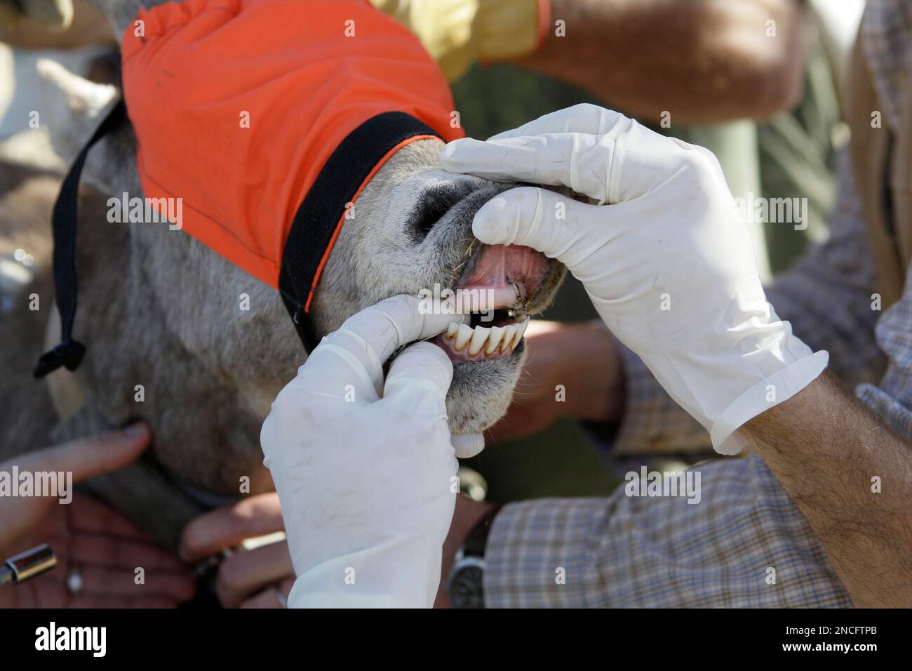 In this Dec. 21, 2010 photo, a desert bighorn sheep has its' teeth ...