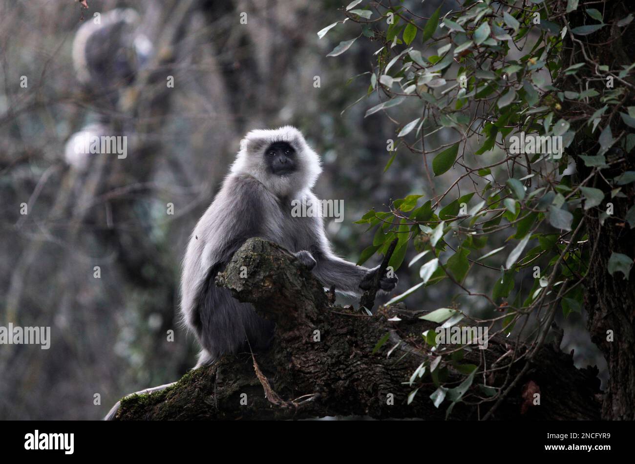 A Himalayan Langur, or Asian monkey sits on the branch of a tree at ...