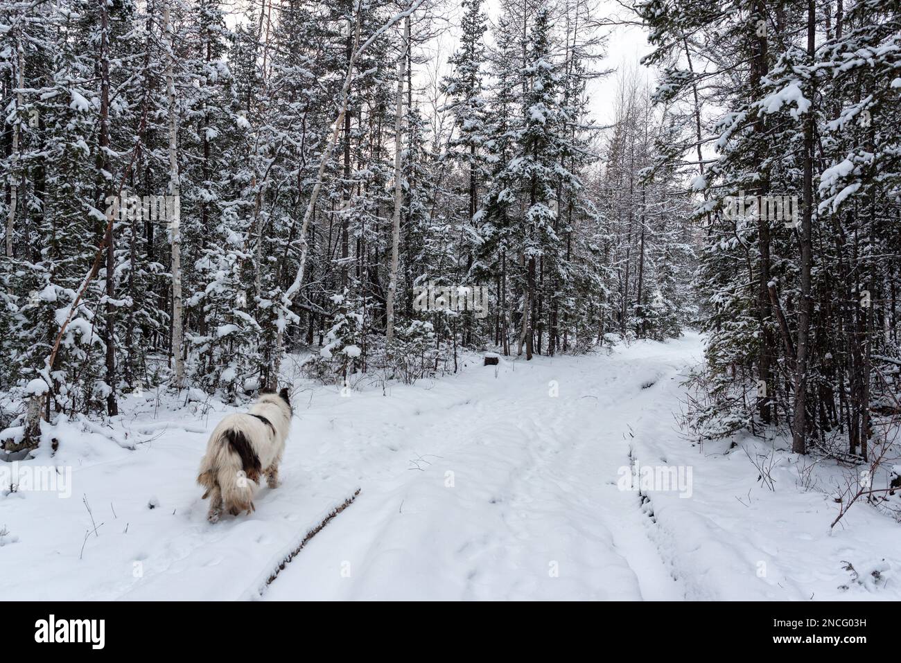 An old white dog of the Yakutian Laika breed stands by the road in a ...