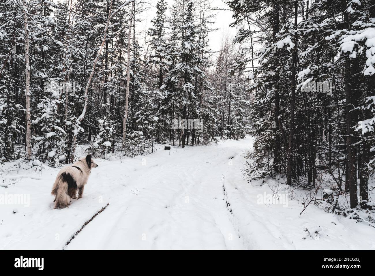 An old white dog of the Yakut Laika breed stands by the road in a snowy ...
