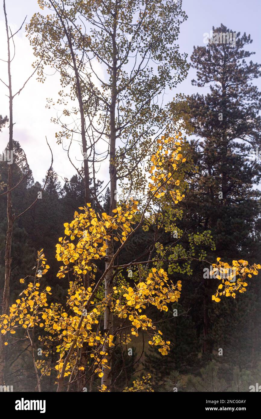 Capturing the golden moments of Colorado Fall on a trail in the ...