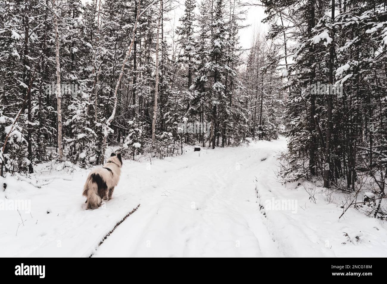 An old white dog of the Yakutian Laika breed stands by the road in a ...