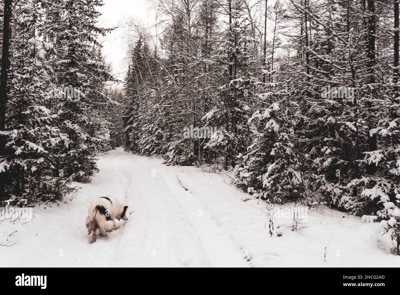 An old white dog of the Yakut Laika breed runs sniffing along the road ...
