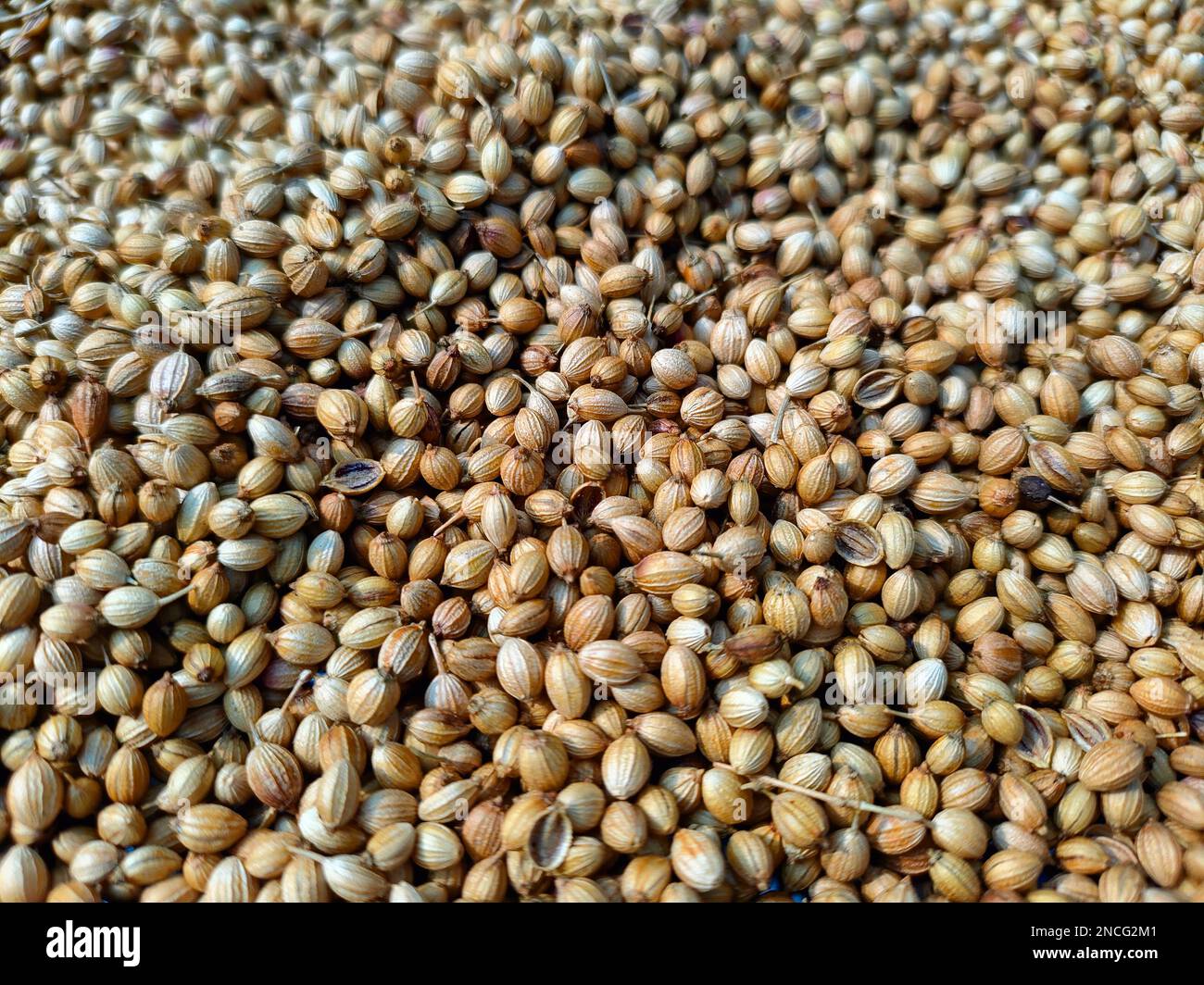 whole coriander seeds spread out kept for drying in sunlight Stock ...