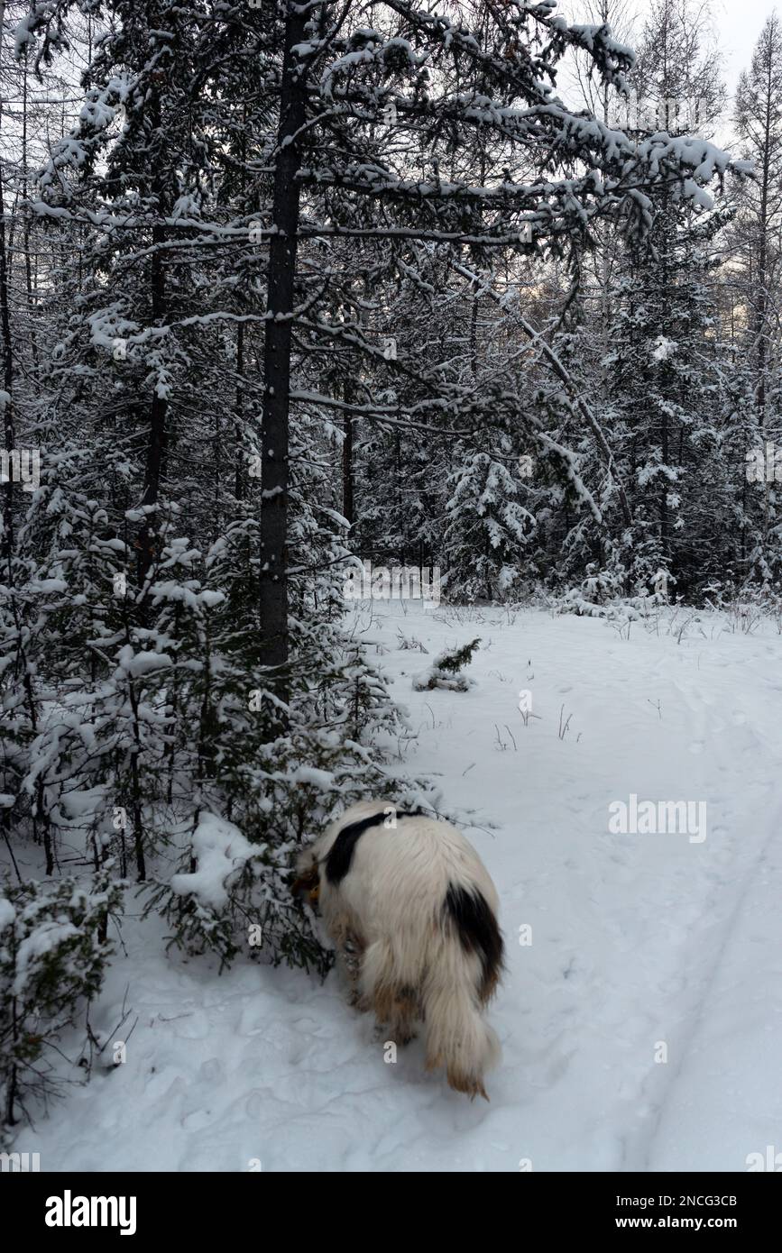 Old white dog breed Yakutian Laika sniffing under a tree on the road in ...