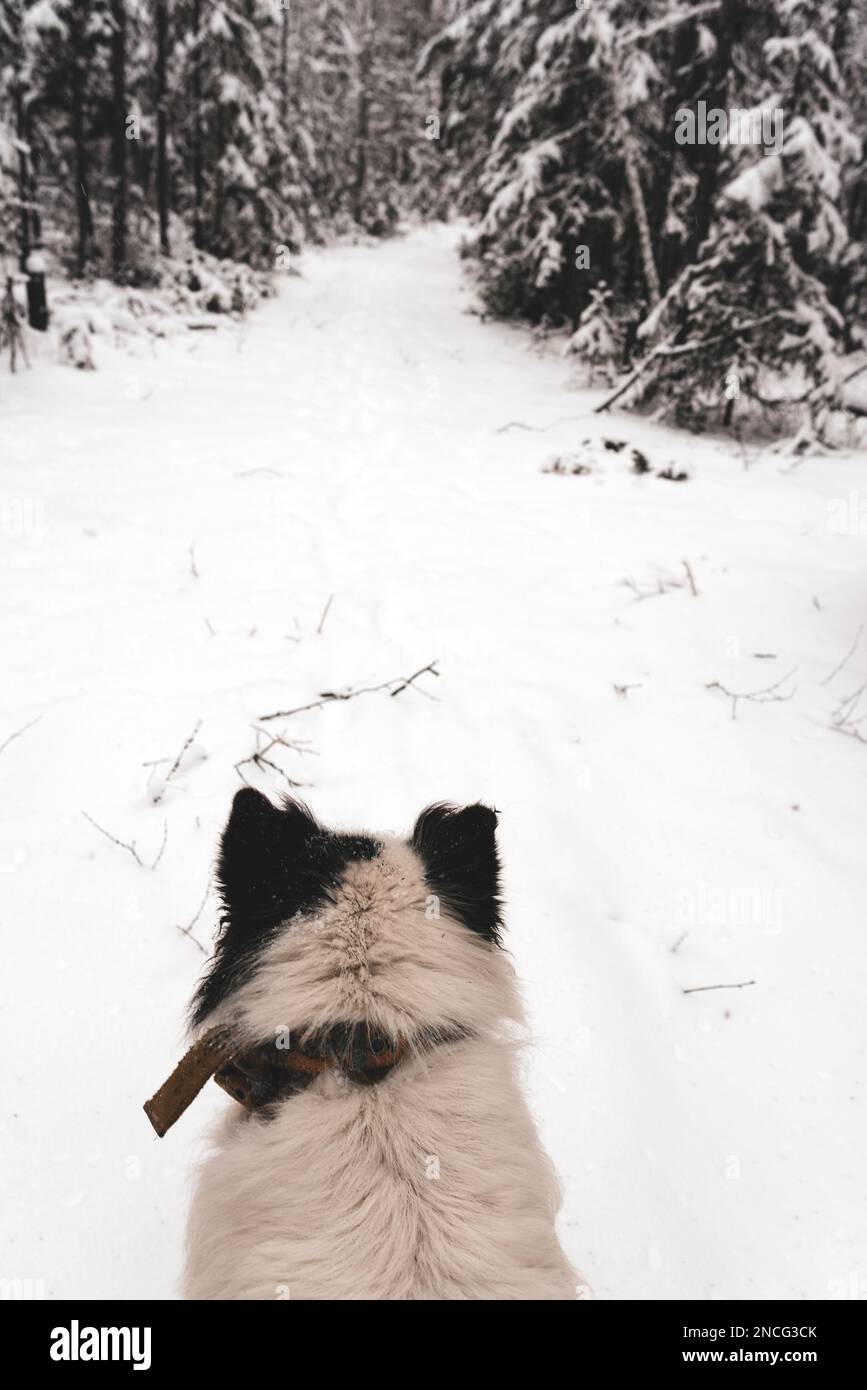 An old white dog of the breed Yakutian Laika looks on the road in a ...