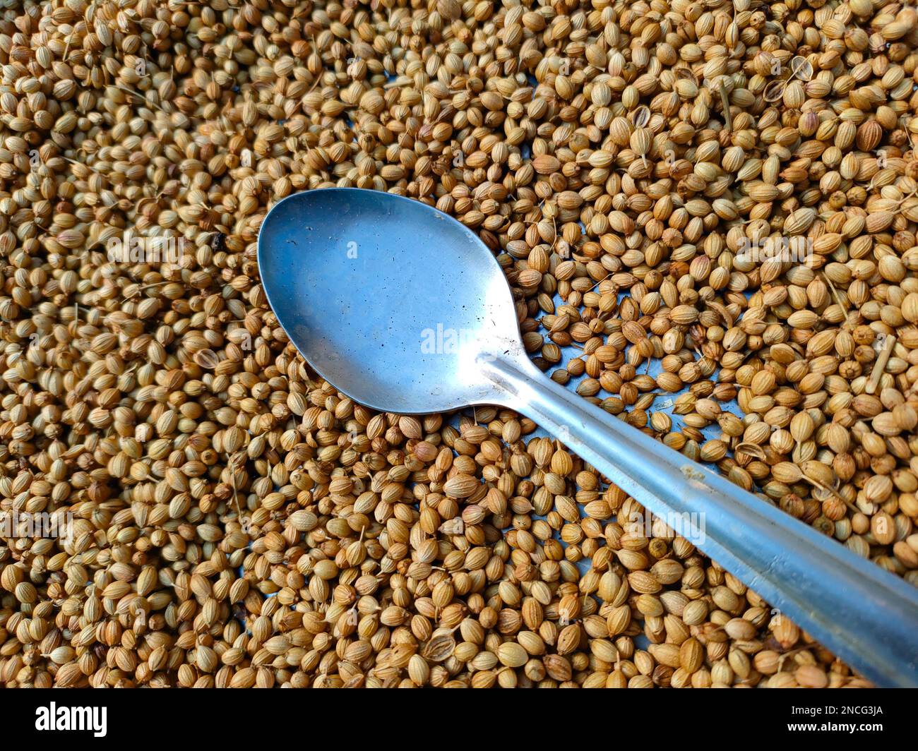 steel spoon kept over coriander seeds for drying Stock Photo - Alamy