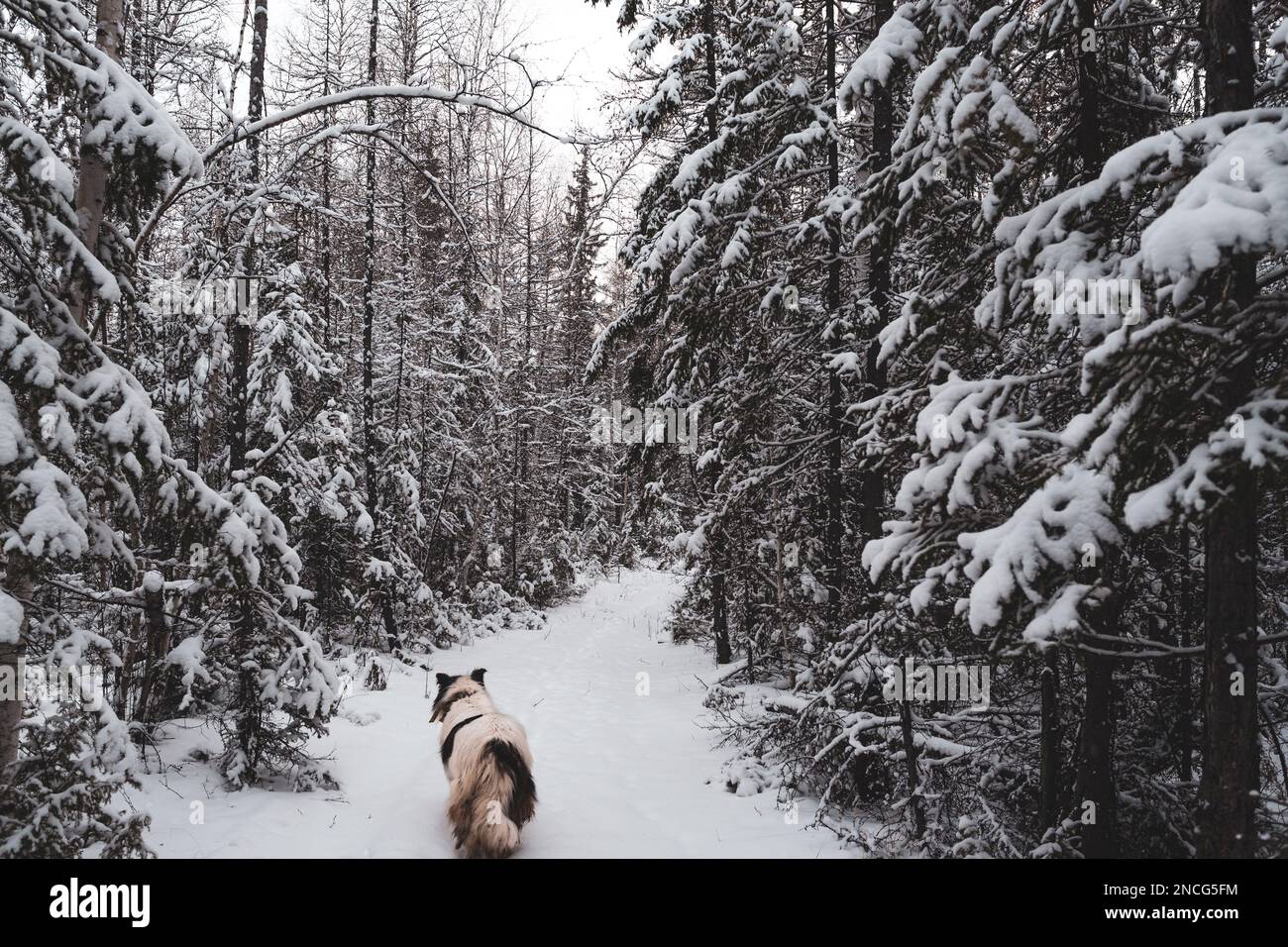 An old white dog of the breed Yakutian Laika looks on the road in a ...