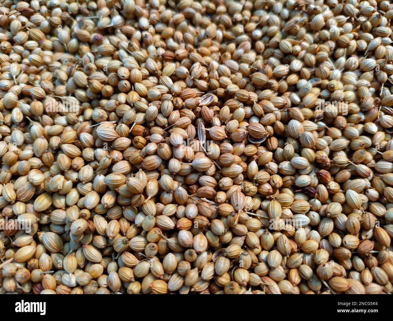 whole coriander seeds spread out kept for drying in sunlightseeds Stock ...