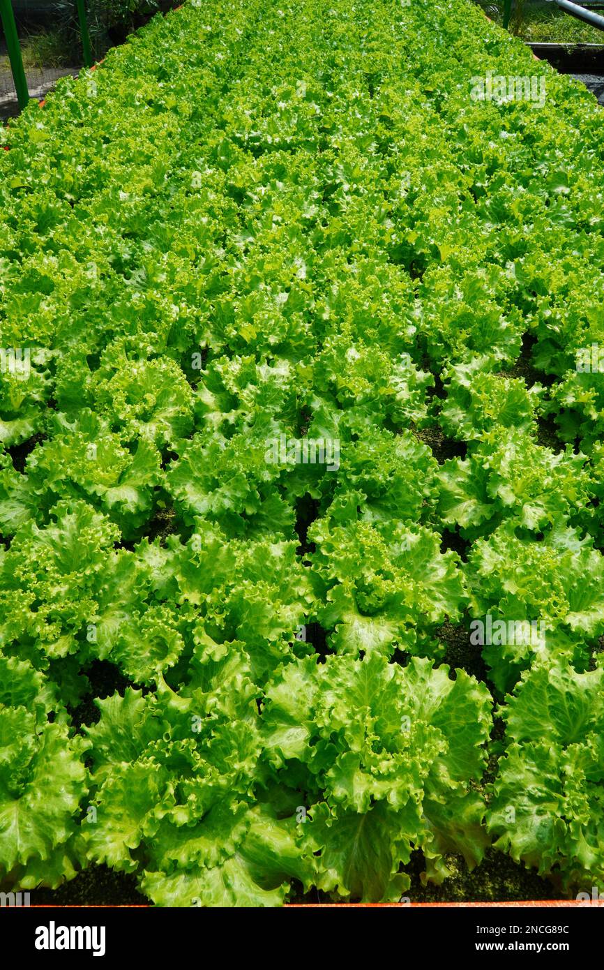 Large plantation with green seedlings of fresh lettuce Stock Photo - Alamy