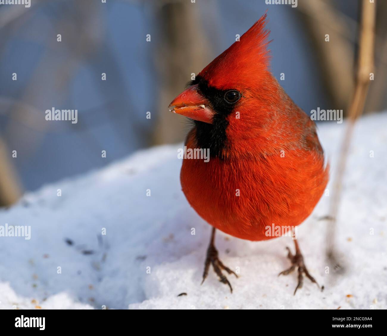 A male northern cardinal foraging for food. Cardinalis cardinalis Stock ...